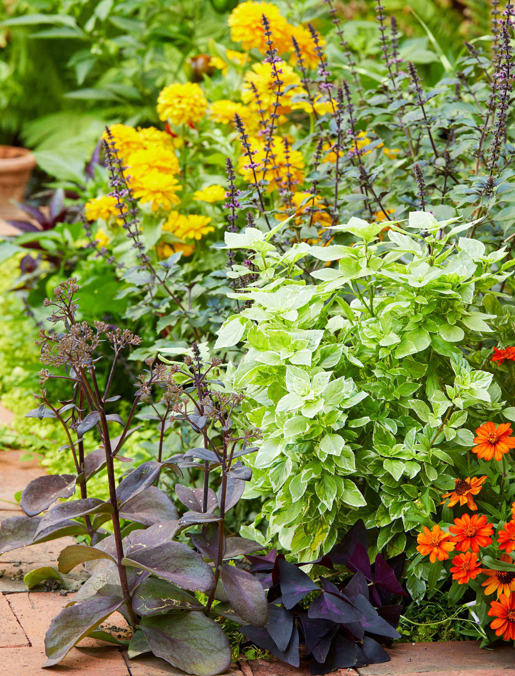 Βασιλικός: ένα υπέροχο φυτό με φανταστικό άρωμα και ευεργετικές ...
