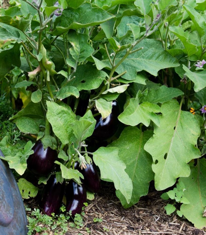 Καλλιέργεια Μελιτζάνας: H βασίλισσα της μεσογειακής κουζίνας στην ...